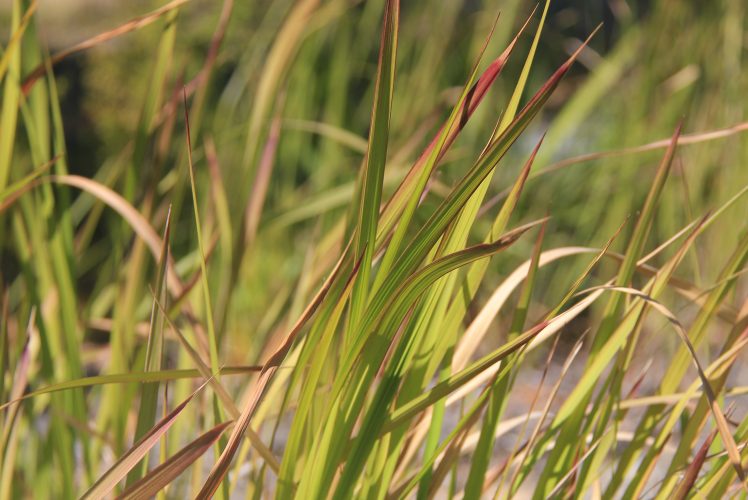 Bioretention Plants - Water by Design