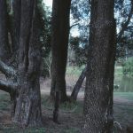 Water Sensitive Urban Design (wsud) trees - Water by Design