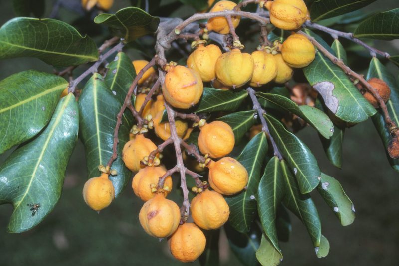 WSUD Plant Database - Water by Design