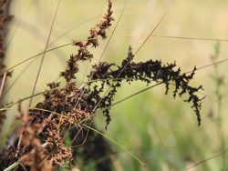 Water Sensitive Urban Design (WSUD) - Water by Design