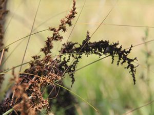 Water Sensitive Urban Design (WSUD) - Water by Design