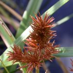 Wetland Plants - Se our list of Core Species - Water by Design