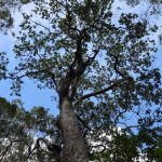 Water Sensitive Urban Design (wsud) trees - Water by Design